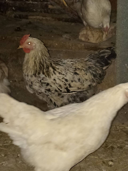 Sotiladi joja horozlar hali qichqirmagan
