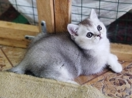 Шотландские  котята