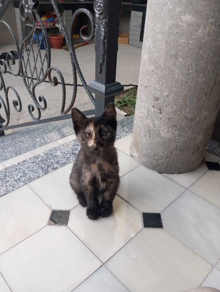 Котята 2 -х месячные
