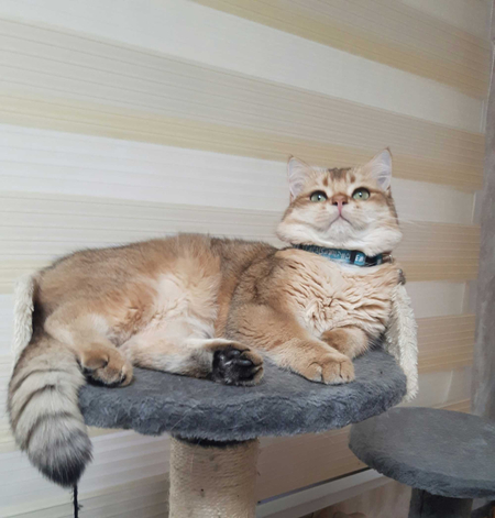 Продается британский кот, золотая шиншилла
