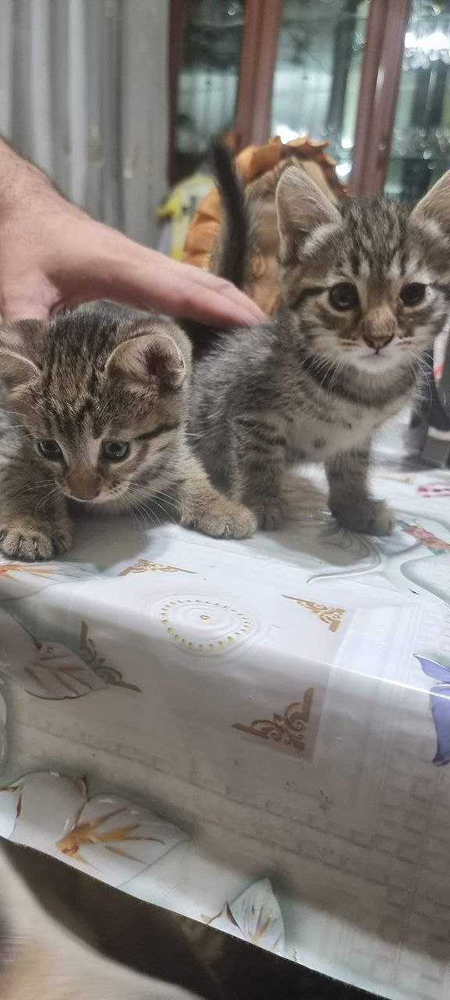 Отдам в хорошие руки даром котята девочки