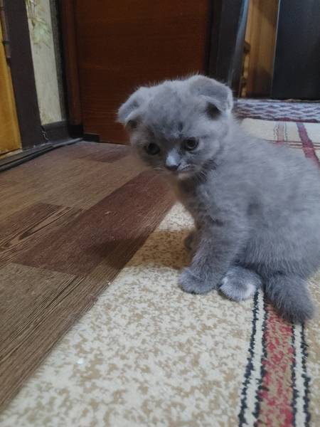 Продается котенок