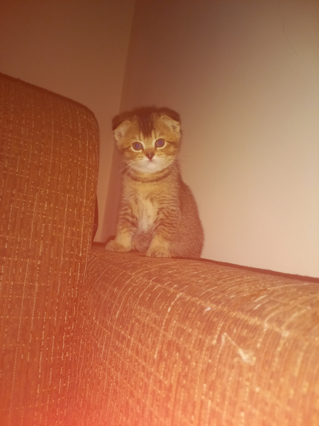 котята скоттиш фолд