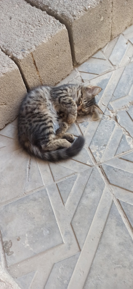 Пристраивается замечательный ДОМАШНИЙ КОТИК !!!