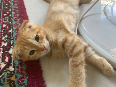 Скоттиш фолд 2,5 месяца