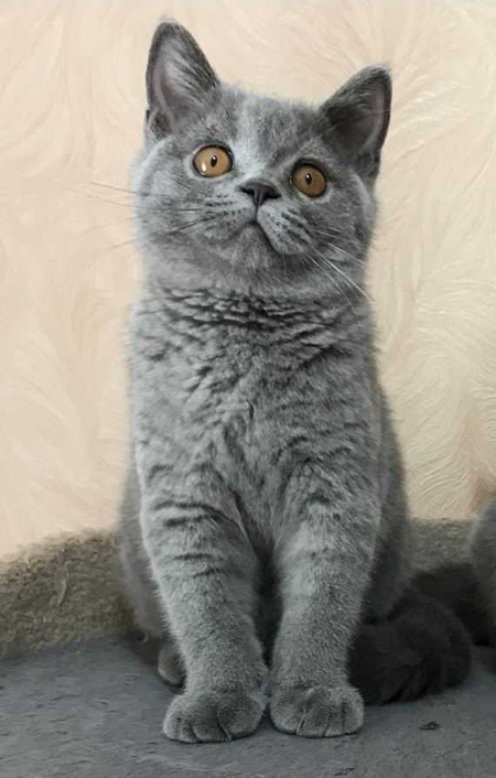 Британские котята