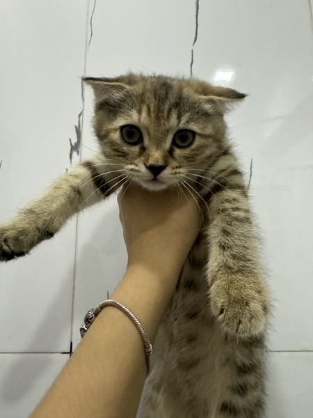 Продажа котят