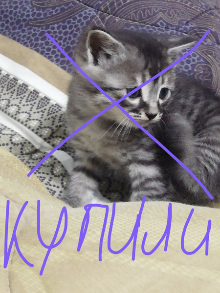 Котята продаются