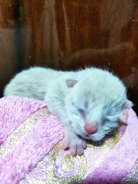 Котята 1,5 месяца только в Ташкент с отсеживанием