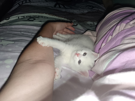 Котёнок страйк, девочка