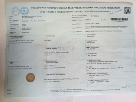 Продаются щенки Английского пойнтера