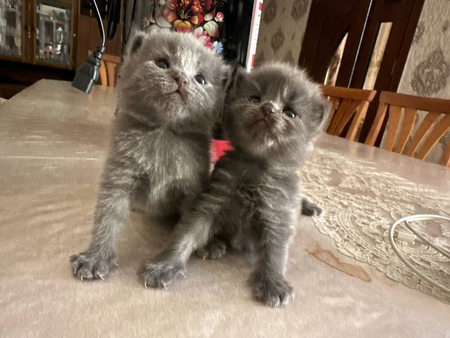 Продаю Котят Скоттиш фолд и Скоттиш страйт