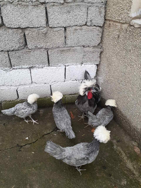 Голландских белохохлый пепельнй окрас.