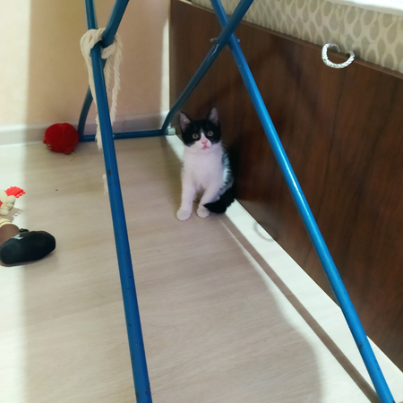 Отдам котика ответственным лицам