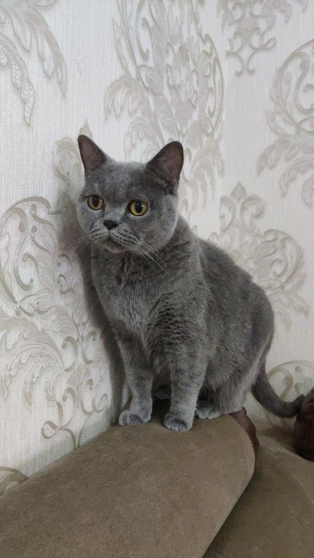 Чистокровные котята.