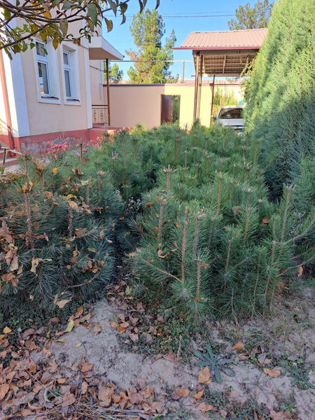 Qirim sasna sensasi sotiladi optom