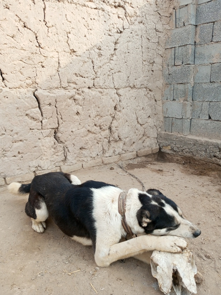 oloboy zottor it sotiladi