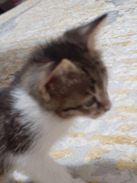 Отдадим котят в хорошие руки