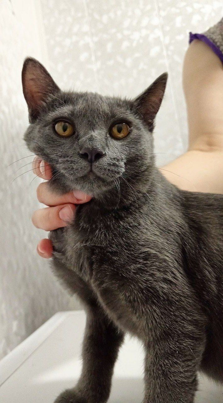 Котёнок(девочка) Британец (прямоухий)