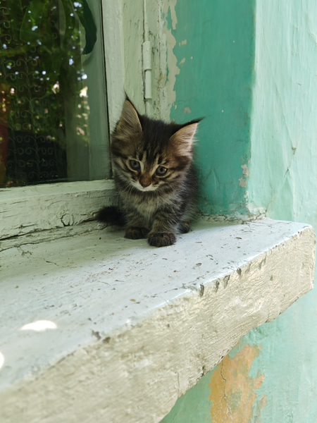 Котята, отдам даром