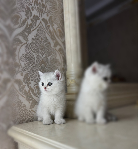 Британка(Серебристая Шиншилла)