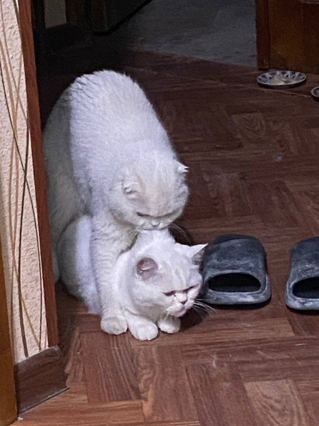 Продается котёнок