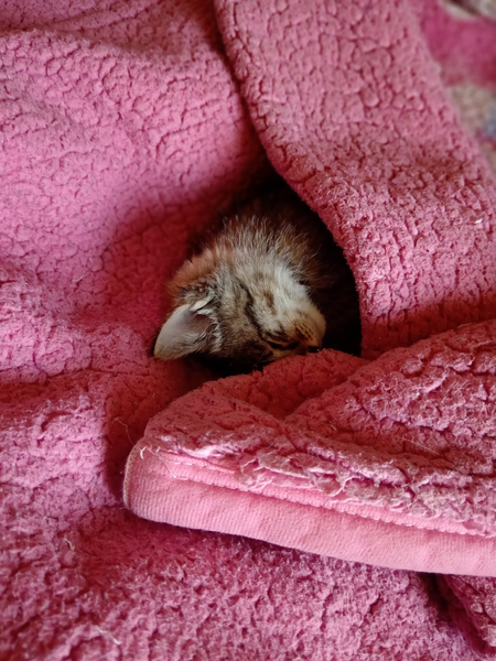 Продаю котёнка девочка