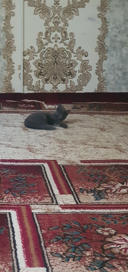 Zottor mushuk nasli toza sotamiz 100$ yana maslahatlashib ko'ramiz