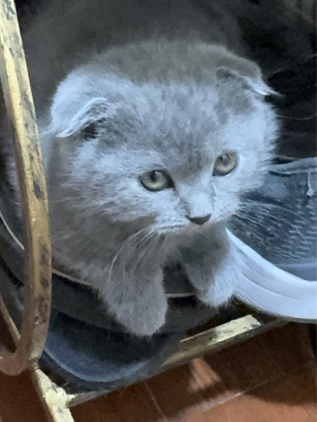 Mushuk Scottish fold 2 oylik