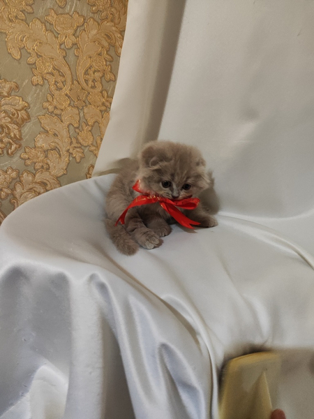 Продается котята