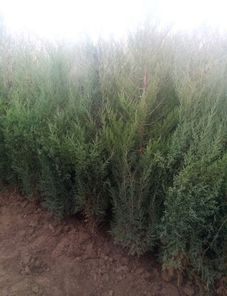 Archa koʻchati 