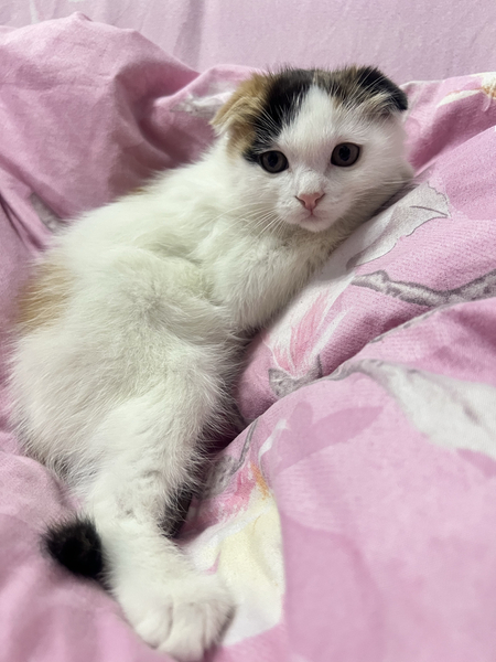 Друзья мои котята готовы стать членом вашей семьи! Котятам 2 месяца