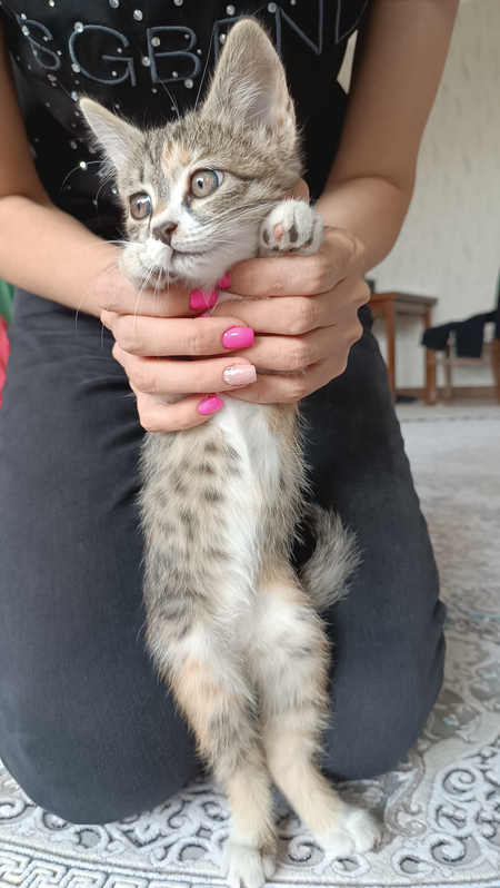 Котёнки белой кошки