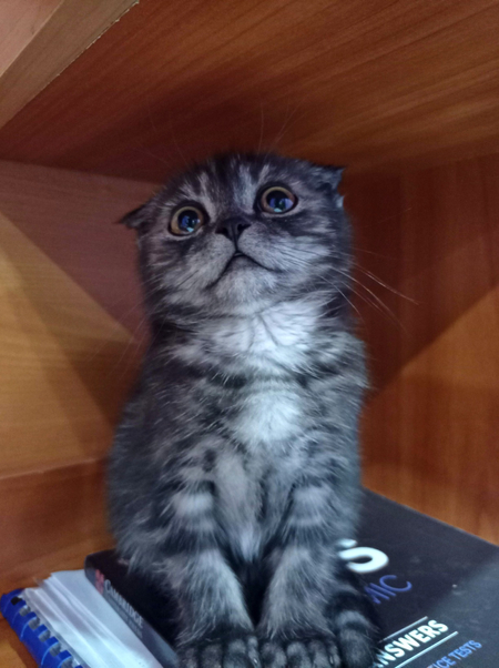 Срочно продается котенок