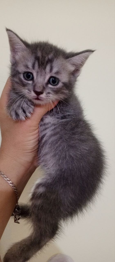 Продам котят породы скоттиш фолд