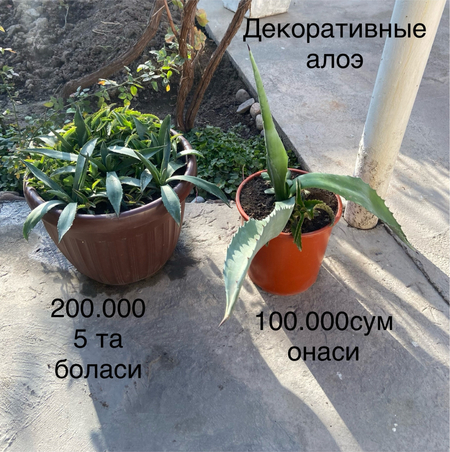 Денежный aloe gullari xonaki
