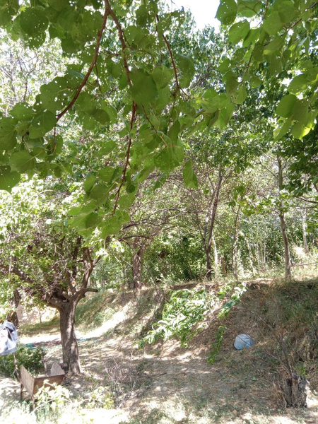 uy sotiladi maydoni kotta daraxtlar kop