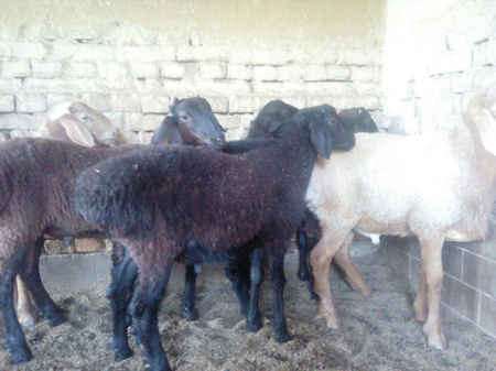 Qassob xizmatlari