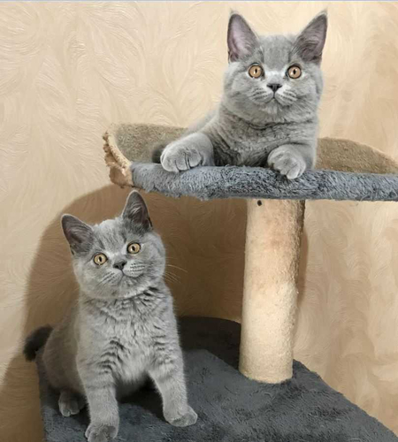 Британские котята