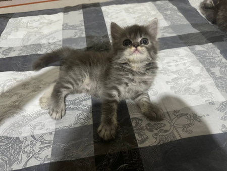 Шотландский вислоухий скоттиш страйт девочка