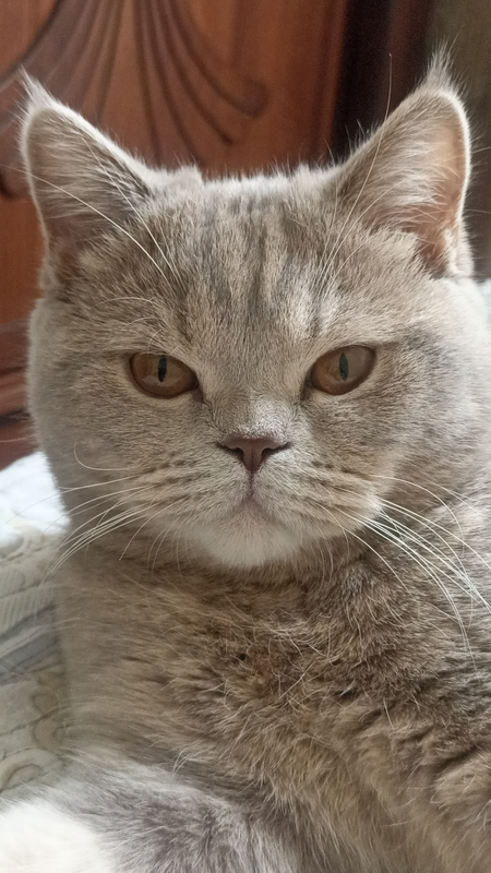 Кошка и котенок мальчик и девочка