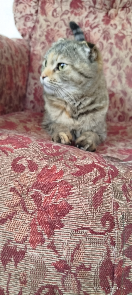 Катенок скотш фолд