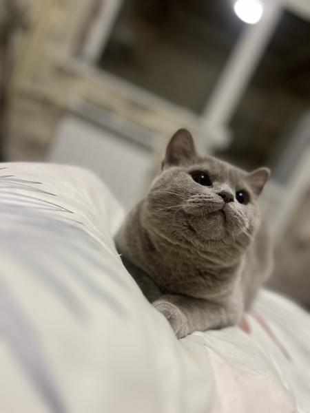 Шотландский скотиш фолд ва скотиш страйт мушукчаларим сотилади