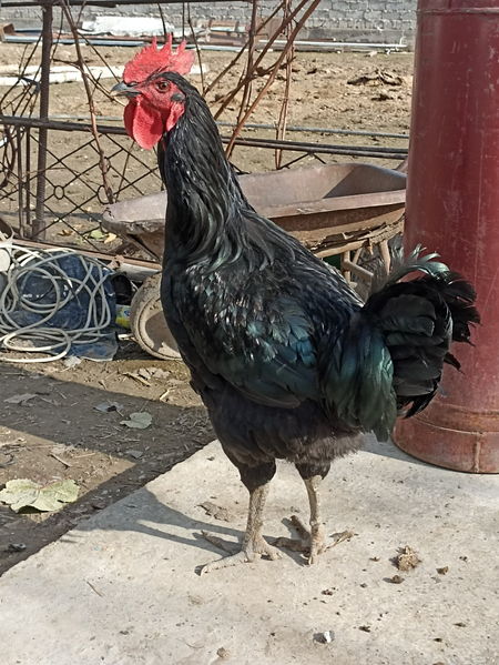 Qorashahzoda xoʻroz sotiladi