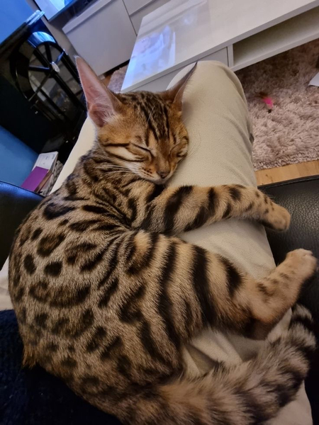 Кот бенгальский