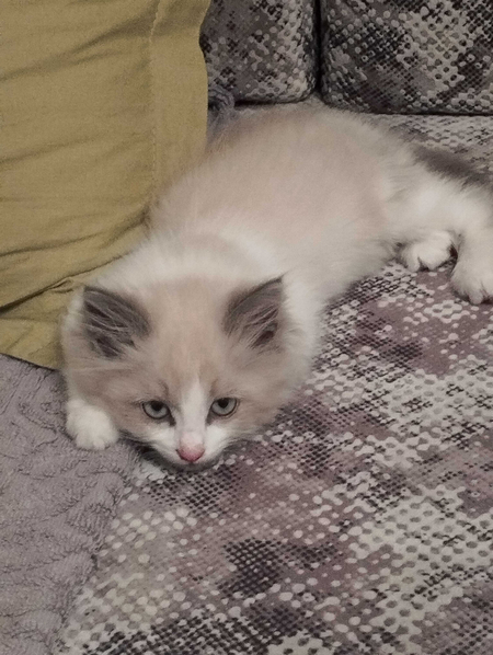 Очень красивый котенок.