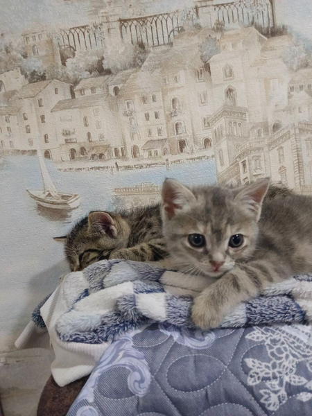 Котята в добрые руки