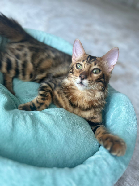 Продаю бенгальского котенка