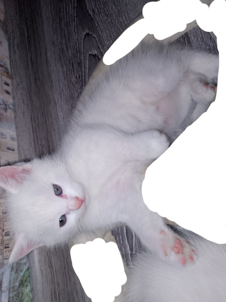 Котёнок,мальчик,пародистый