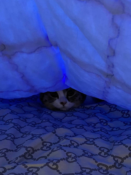 Продается кот